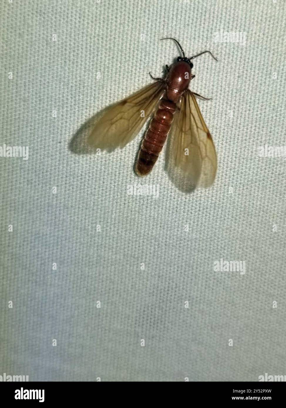 (Labidus coecus) Insecta Stock Photo - Alamy