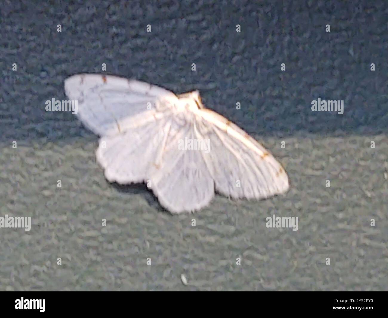 Lesser Maple Spanworm Moth (Macaria pustularia) Insecta Stock Photo - Alamy