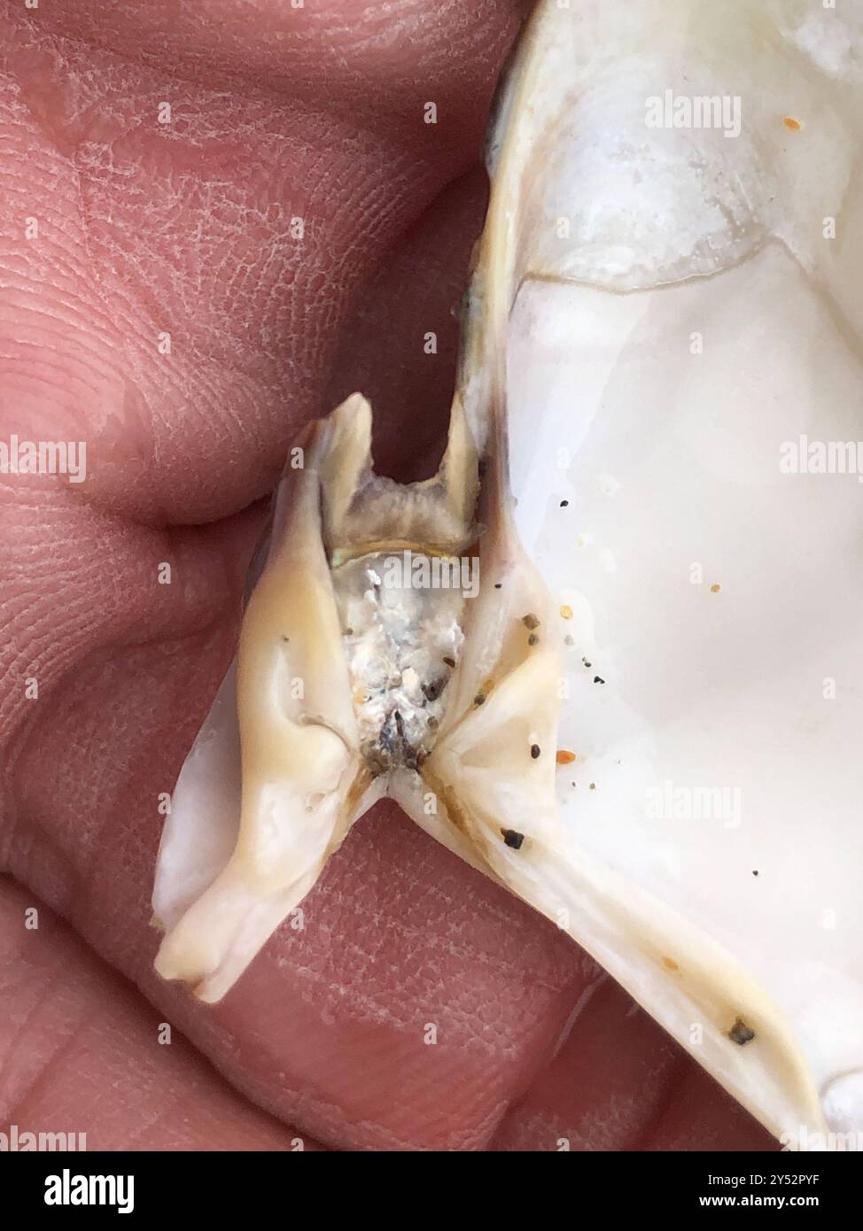 Pismo Clam (Tivela stultorum) Mollusca Stock Photo - Alamy