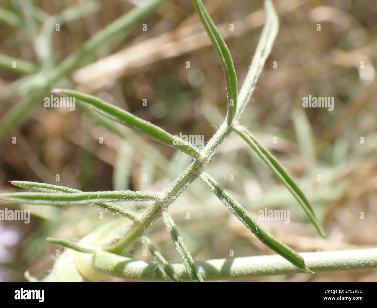 Small Scabious (Scabiosa columbaria) Plantae Stock Photo - Alamy