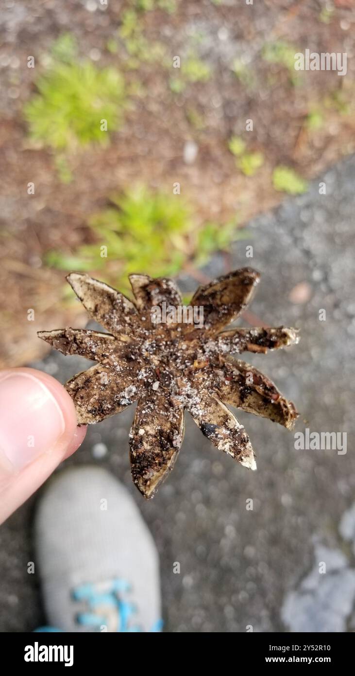 Hygroscopic Earthstar (Astraeus hygrometricus) Fungi Stock Photo - Alamy