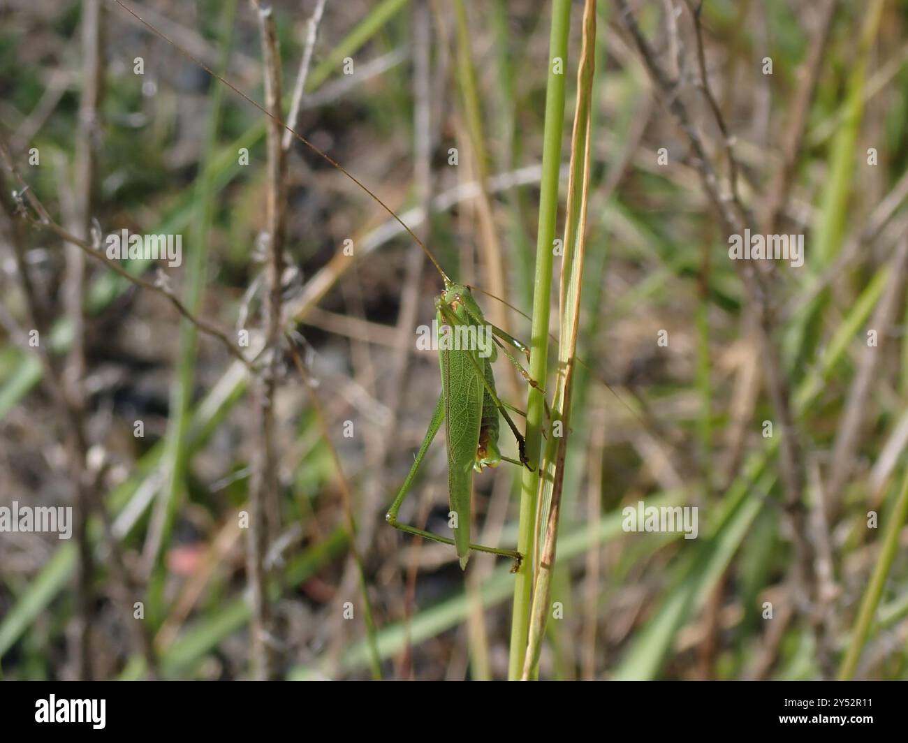 Sickle-bearing Bush-cricket (Phaneroptera falcata) Insecta Stock Photo ...