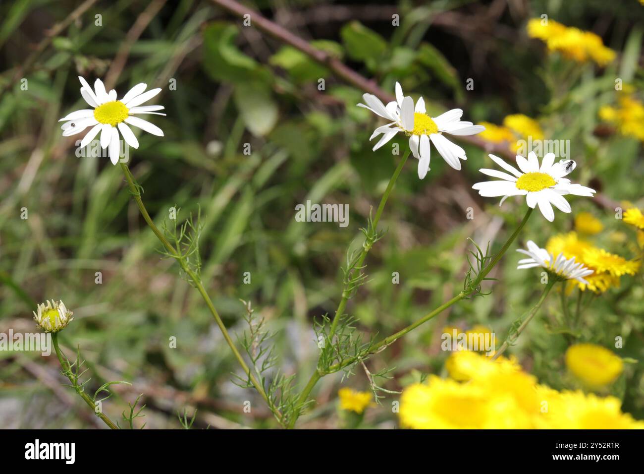 scentless mayweed (Tripleurospermum inodorum) Plantae Stock Photo - Alamy