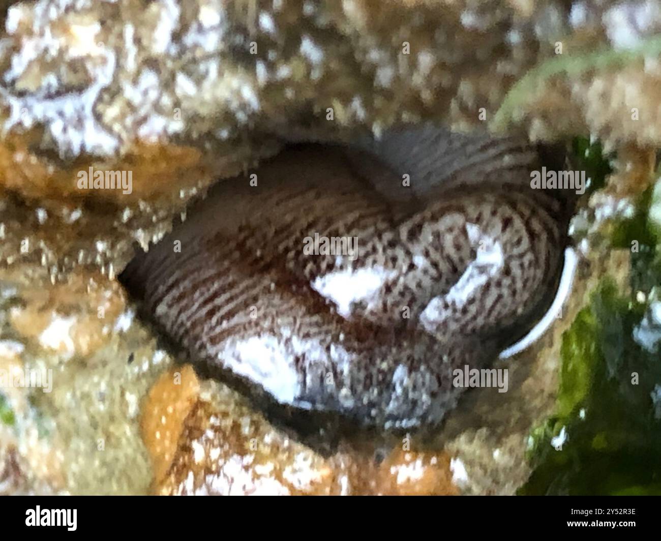 Piddocks and Angelwings (Pholadidae) Mollusca Stock Photo - Alamy