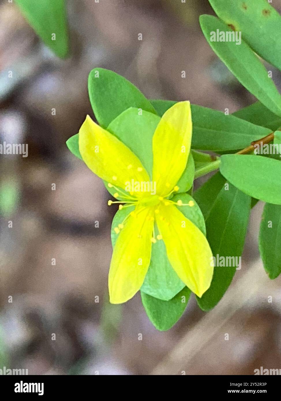 St. Andrew's cross (Hypericum hypericoides) Plantae Stock Photo - Alamy