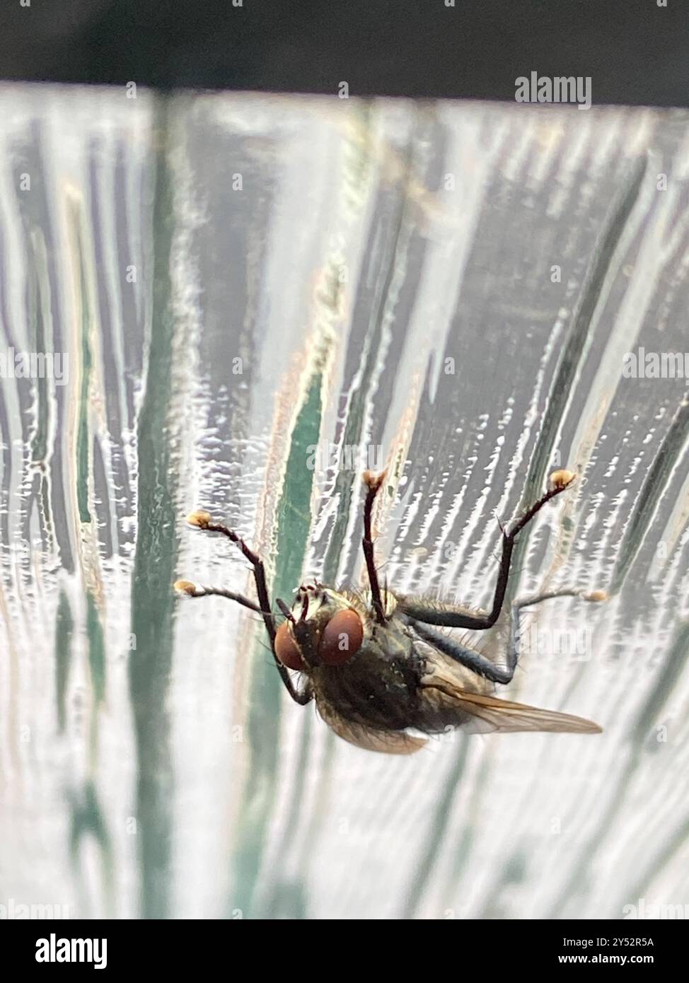 Common Flesh Flies (Sarcophaga) Insecta Stock Photo - Alamy