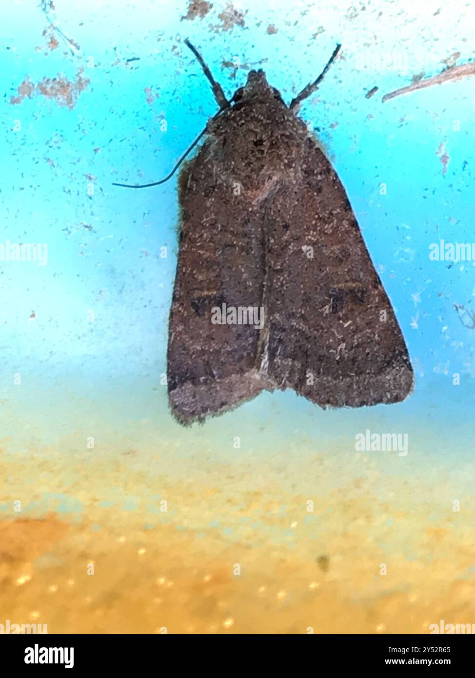 Cutworms and Dart Moths (Noctuinae) Insecta Stock Photo - Alamy
