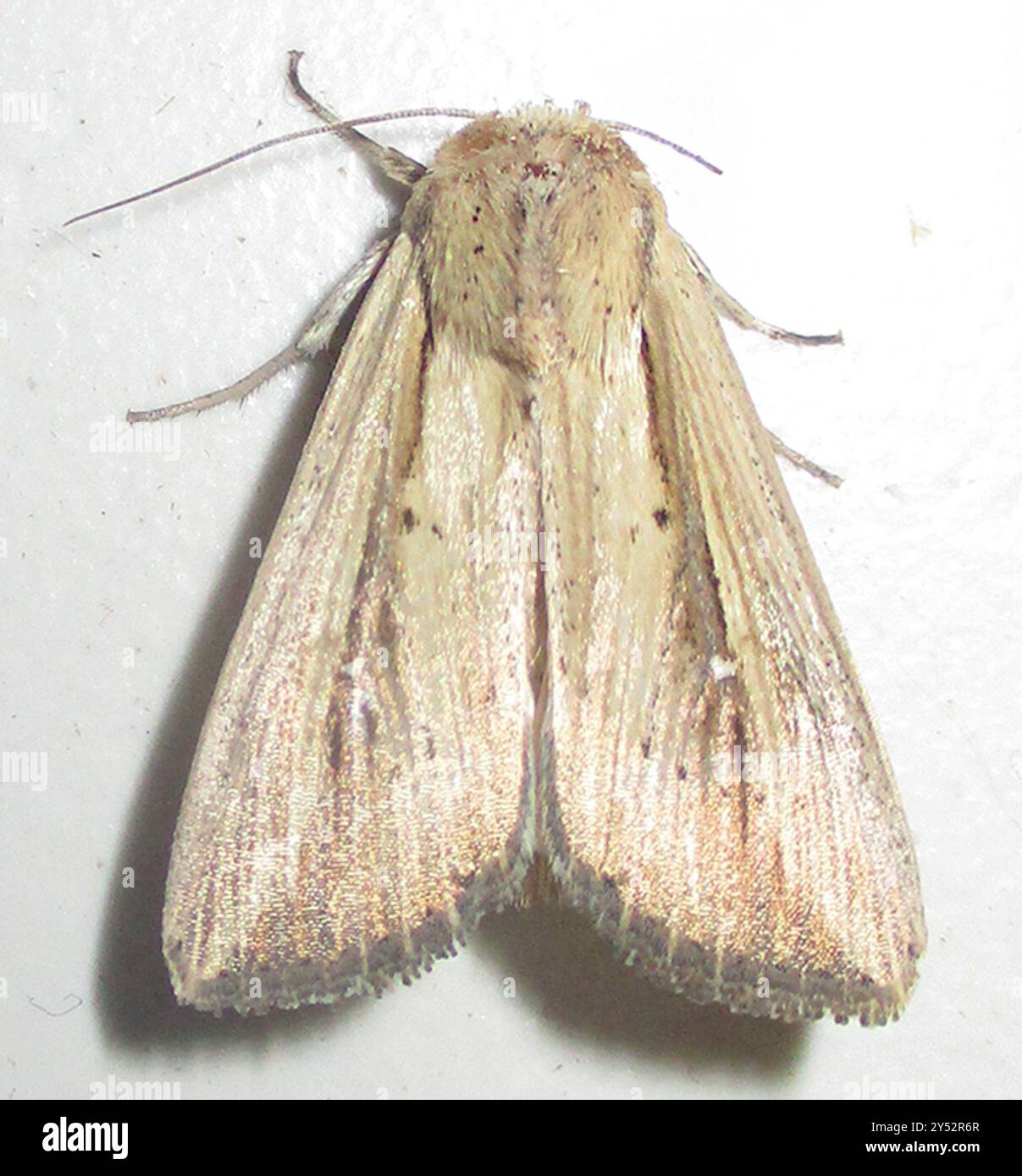 Wainscot Moths (Leucaniini) Insecta Stock Photo - Alamy