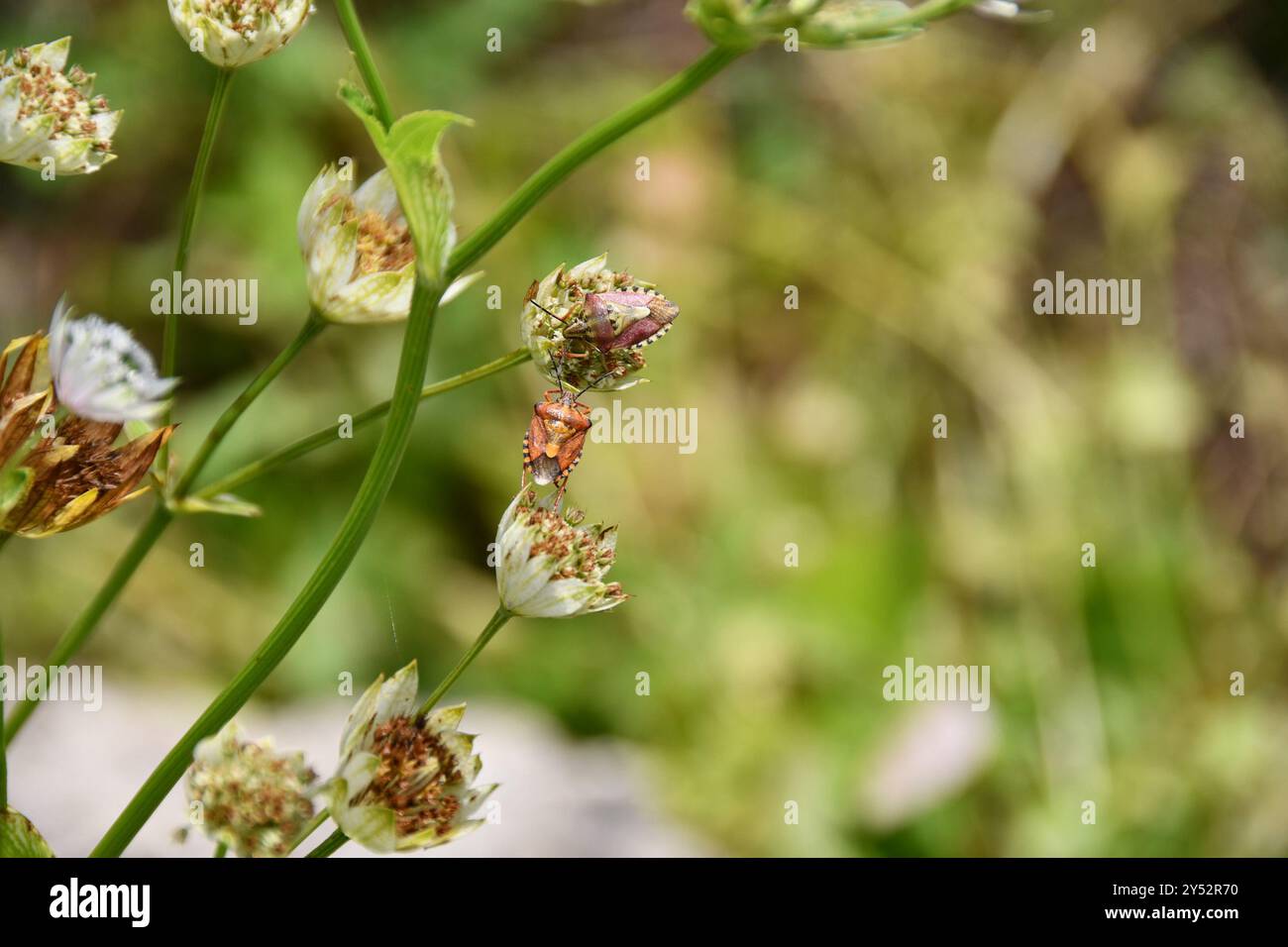 Black-shouldered Shieldbug (Carpocoris purpureipennis) Insecta Stock ...