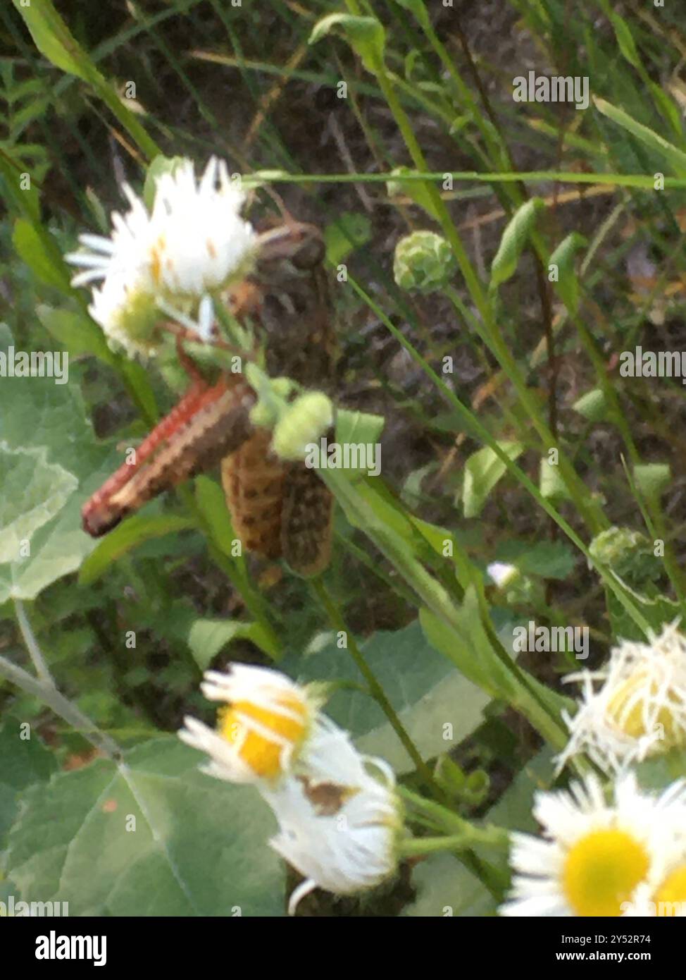 Italian locust (Calliptamus italicus) Insecta Stock Photo - Alamy