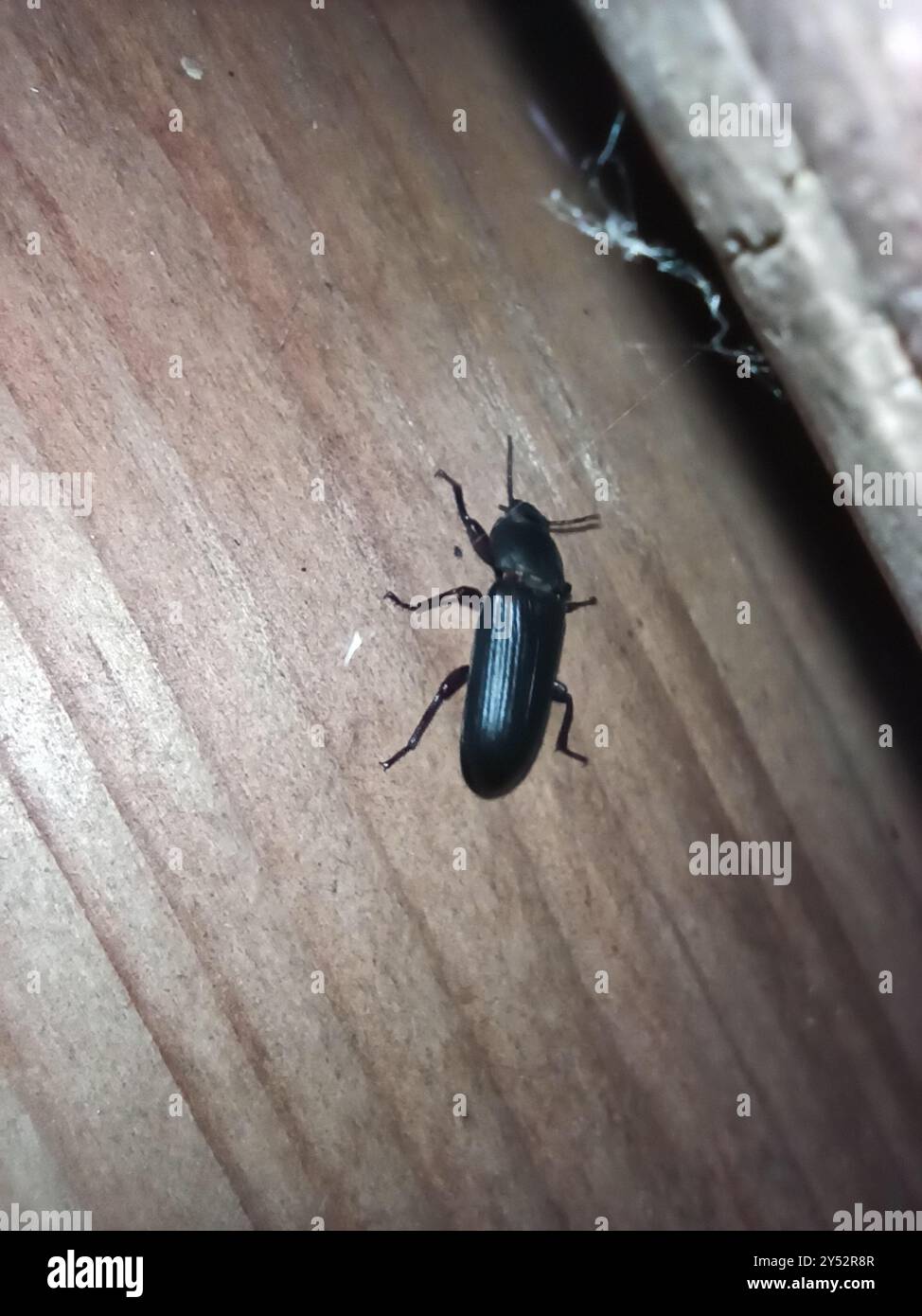 Yellow Mealworm Beetle (Tenebrio molitor) Insecta Stock Photo - Alamy