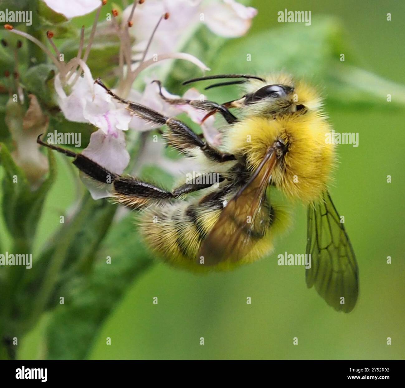 Perplexing Bumble Bee (Bombus perplexus) Insecta Stock Photo - Alamy