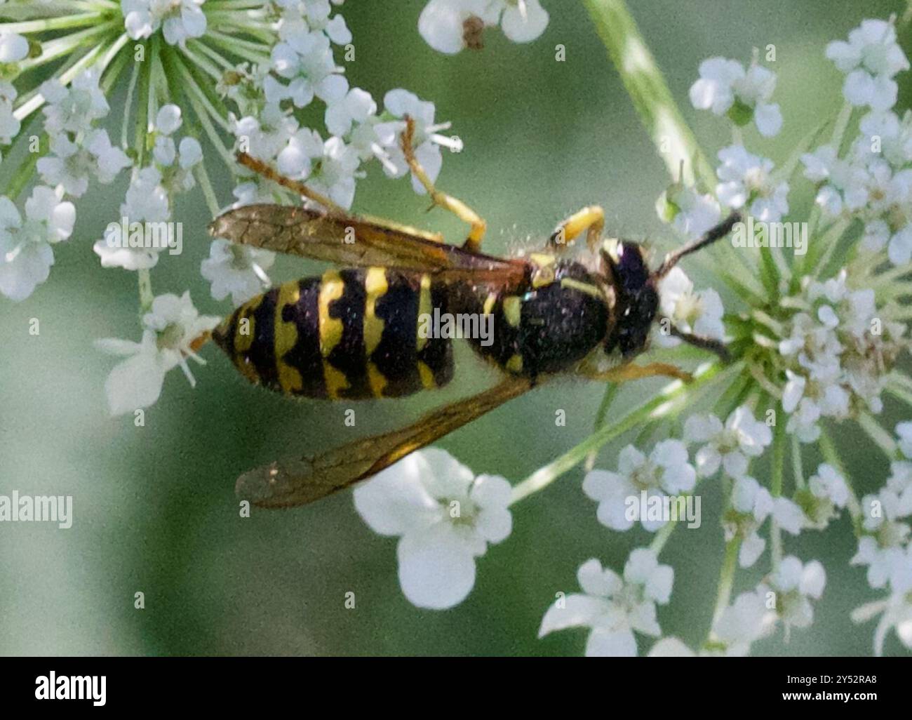 Common Aerial Yellowjacket (Dolichovespula arenaria) Insecta Stock ...