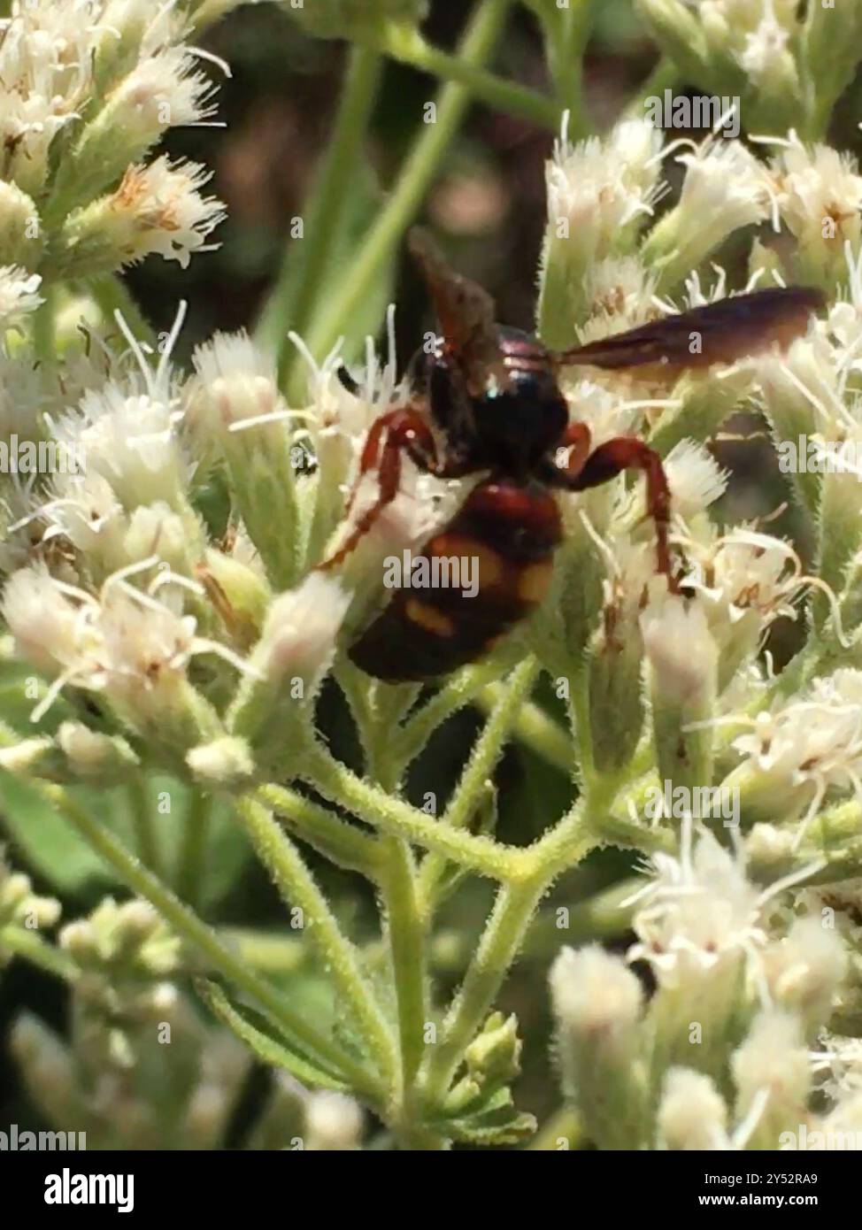 Noble Scoliid Wasp (Scolia nobilitata) Insecta Stock Photo - Alamy