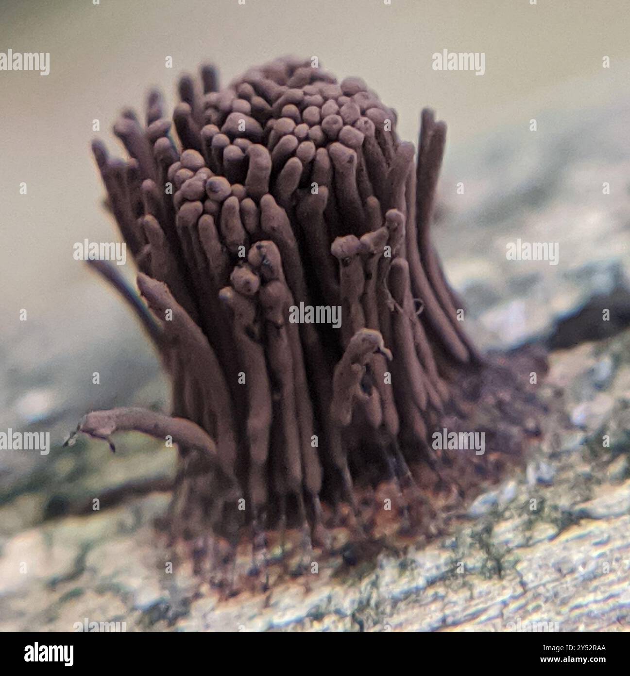 chocolate tube slime (Stemonitis splendens) Protozoa Stock Photo - Alamy