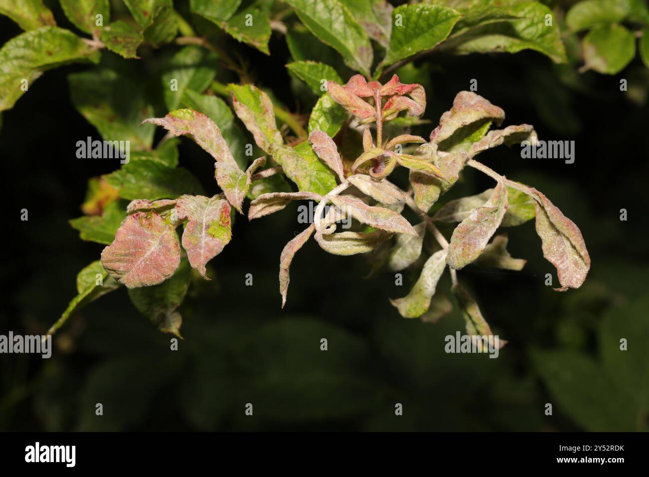 Rose Powdery Mildew (Podosphaera pannosa) Fungi Stock Photo - Alamy