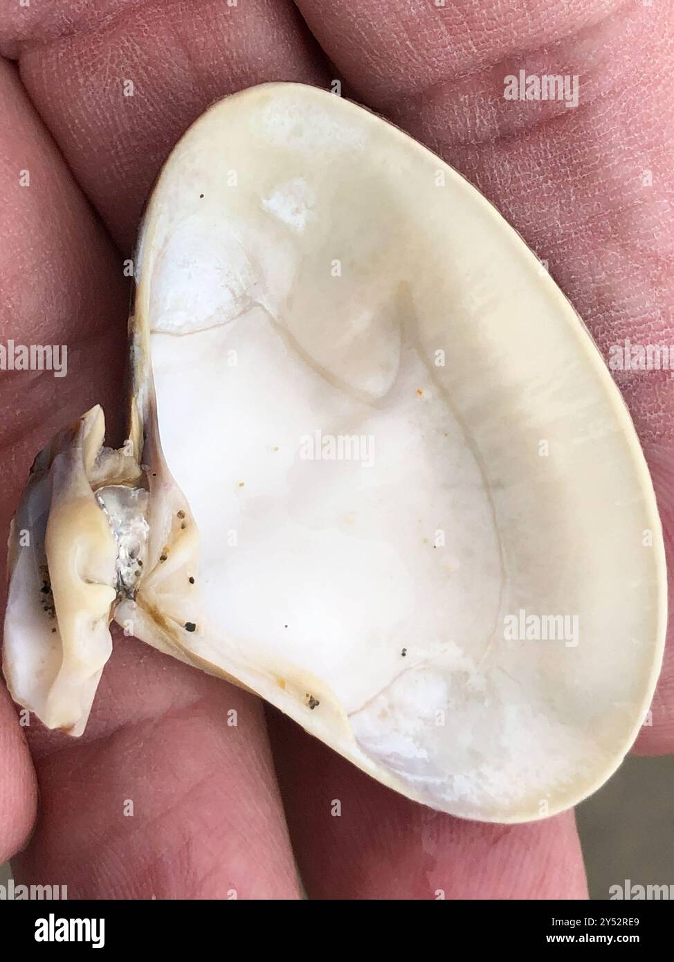 Pismo Clam (Tivela stultorum) Mollusca Stock Photo - Alamy