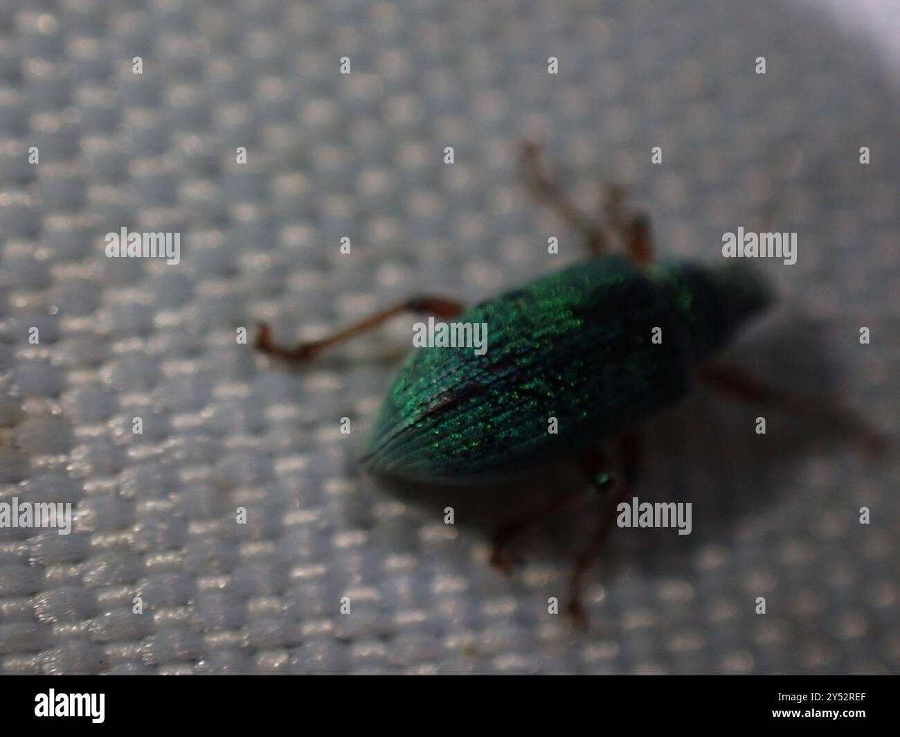 Green Immigrant Leaf Weevil (Polydrusus formosus) Insecta Stock Photo ...