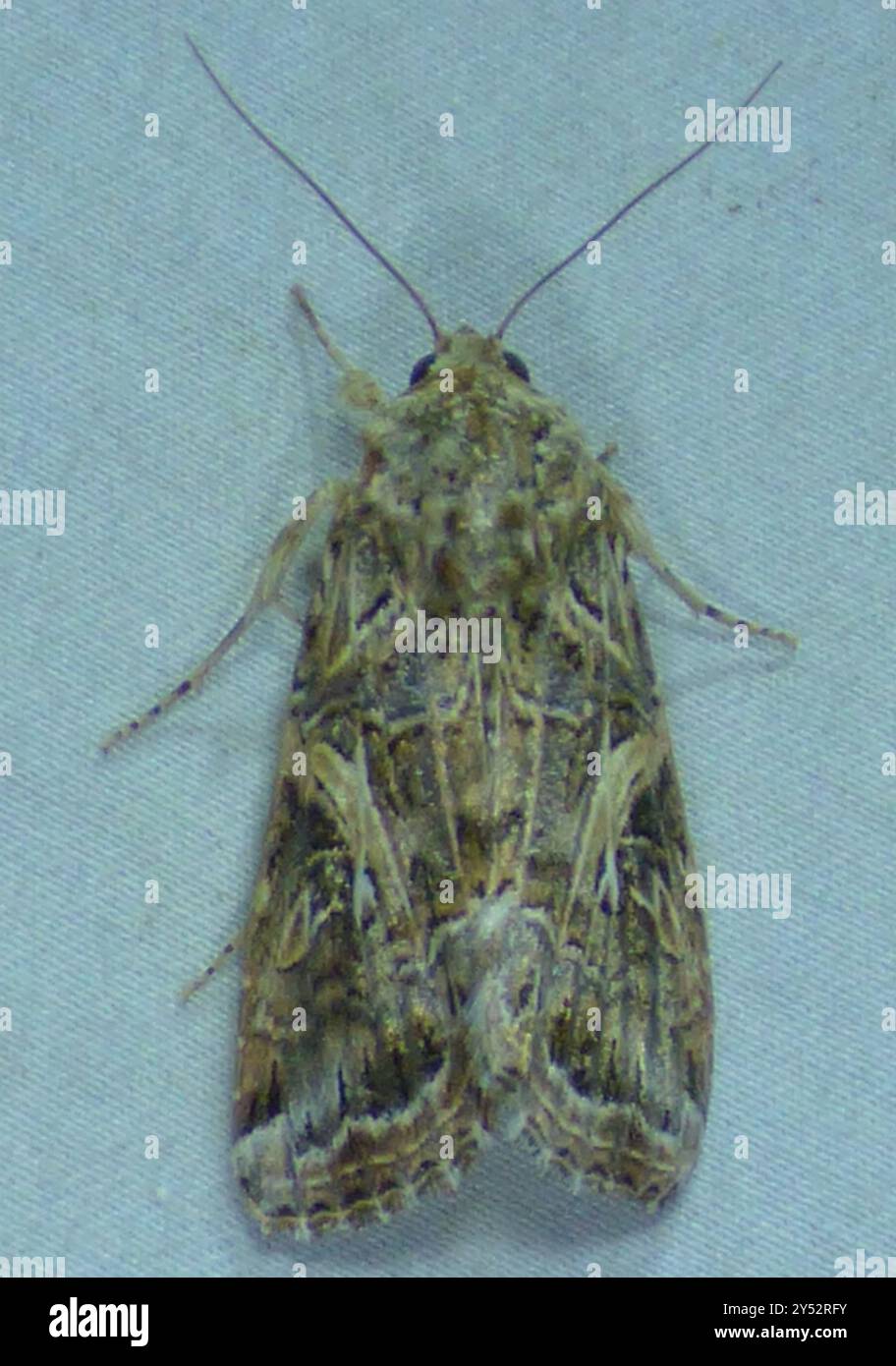 Yellow-striped Armyworm Moth (Spodoptera ornithogalli) Insecta Stock ...