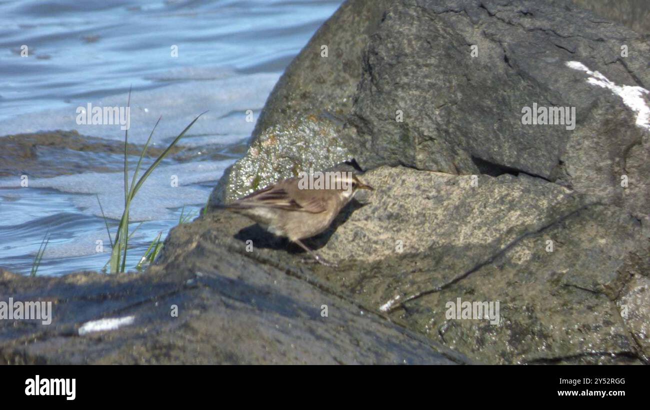 Buff-winged Cinclodes (Cinclodes fuscus) Aves Stock Photo - Alamy