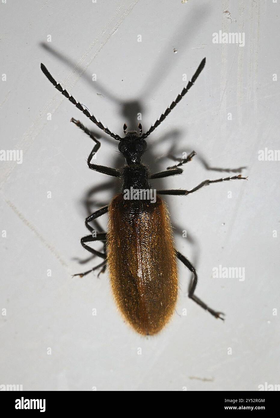 Rough-haired Lagria Beetle (Lagria hirta) Insecta Stock Photo - Alamy
