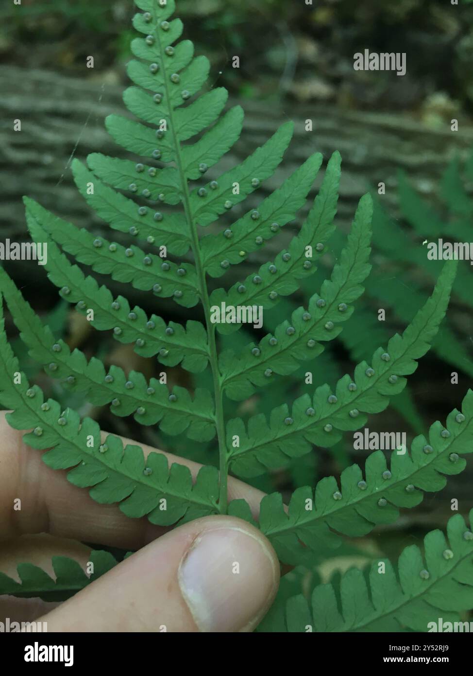 marginal wood fern (Dryopteris marginalis) Plantae Stock Photo - Alamy