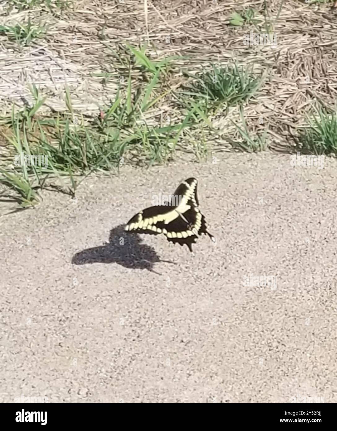 Eastern Giant Swallowtail (Heraclides cresphontes) Insecta Stock Photo ...