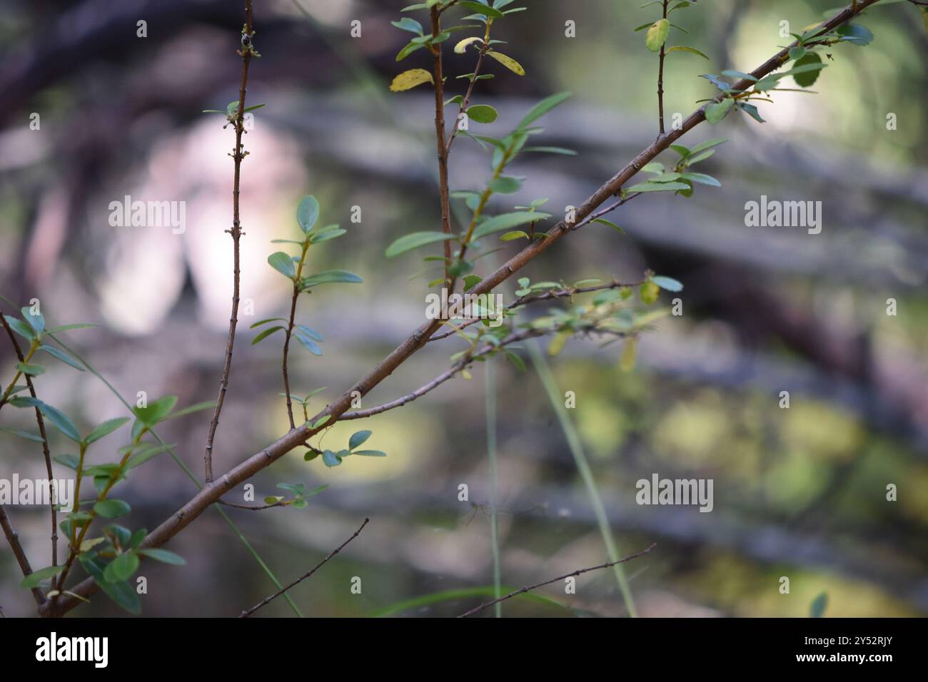 Oregon Boxwood (Paxistima myrsinites) Plantae Stock Photo - Alamy
