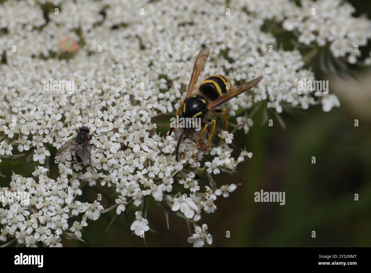 Tree Wasp (Dolichovespula sylvestris) Insecta Stock Photo - Alamy