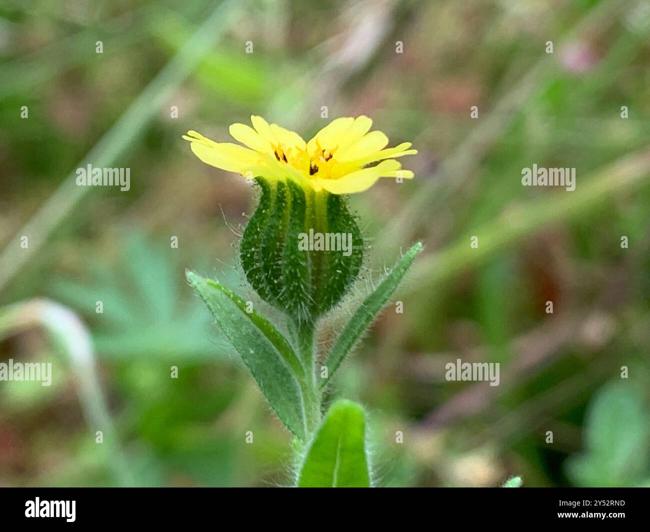 grassy tarweed (Madia gracilis) Plantae Stock Photo - Alamy