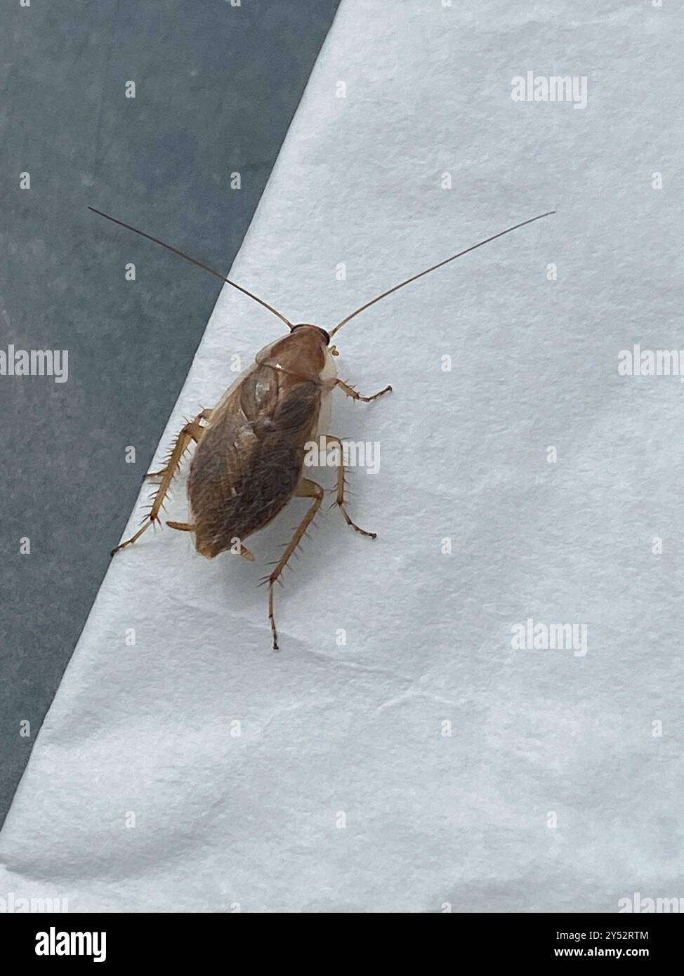 Amber Wood Cockroach (Ectobius vittiventris) Insecta Stock Photo - Alamy
