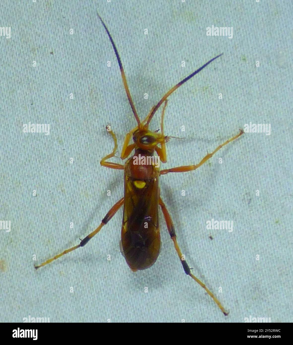 Ichneumonid Wasps (Ichneumonidae) Insecta Stock Photo - Alamy