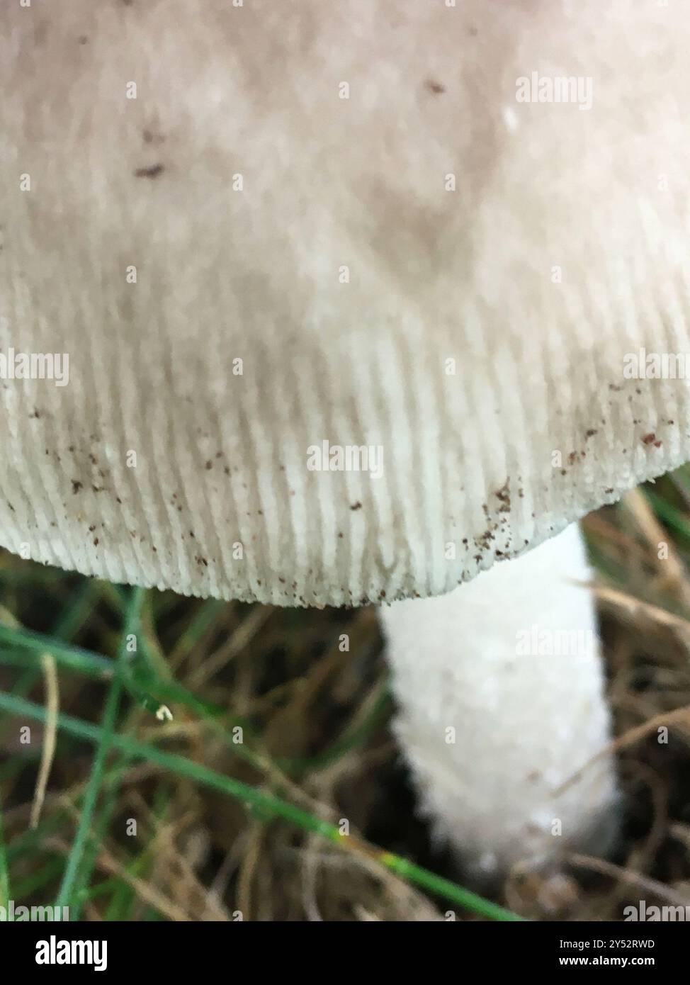 Hated Caesar (Amanita spreta) Fungi Stock Photo - Alamy