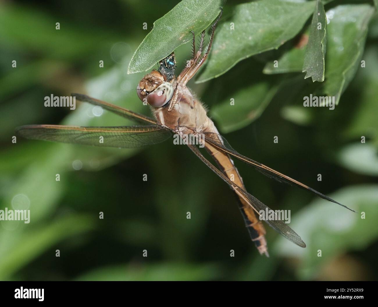Needham's Skimmer (Libellula needhami) Insecta Stock Photo - Alamy