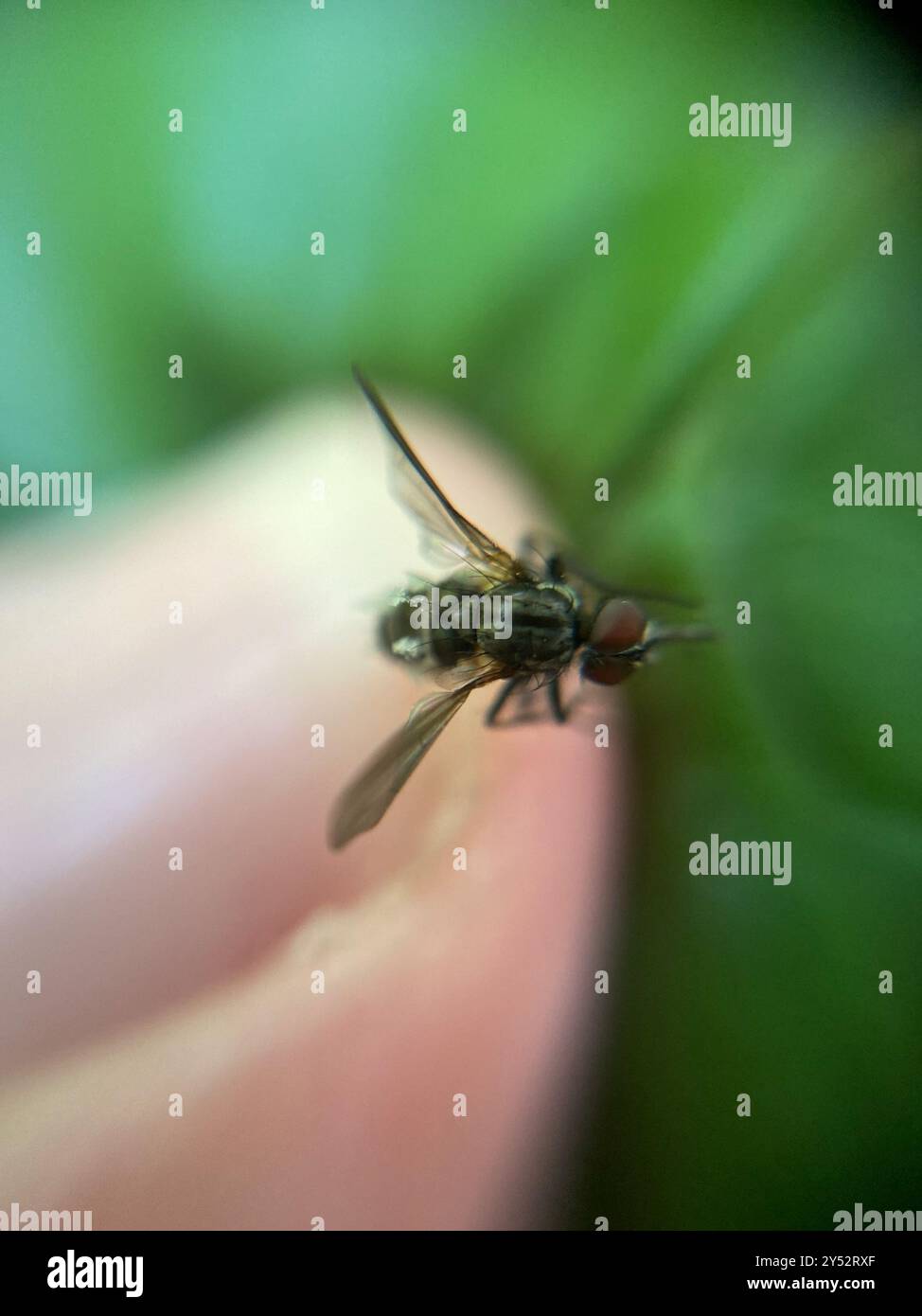 Fly Death Fungi (Entomophthora muscae) Fungi Stock Photo - Alamy