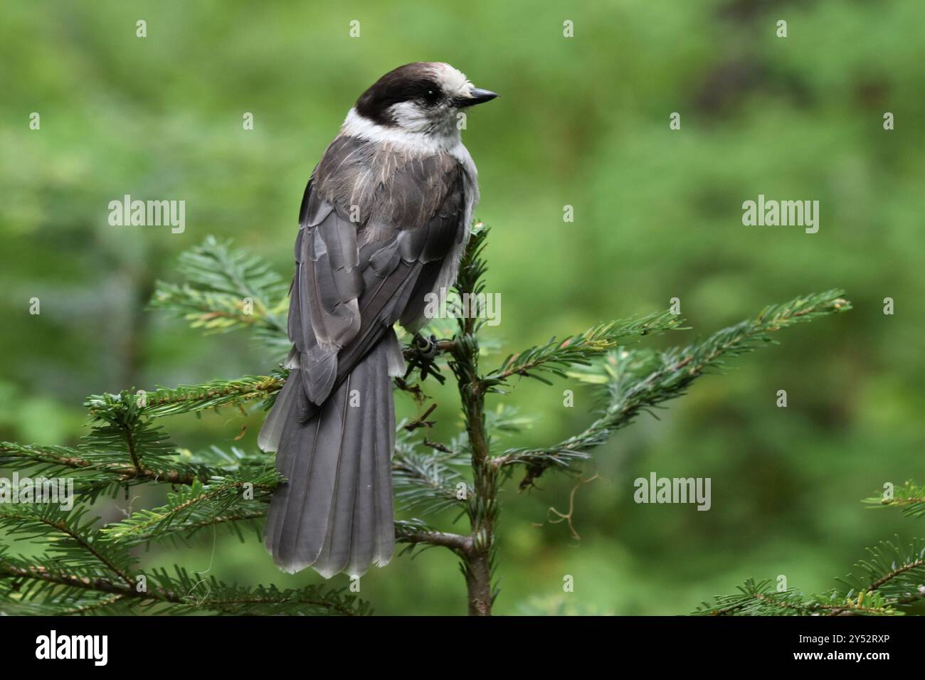 Canada Jay (Perisoreus canadensis) Aves Stock Photo - Alamy