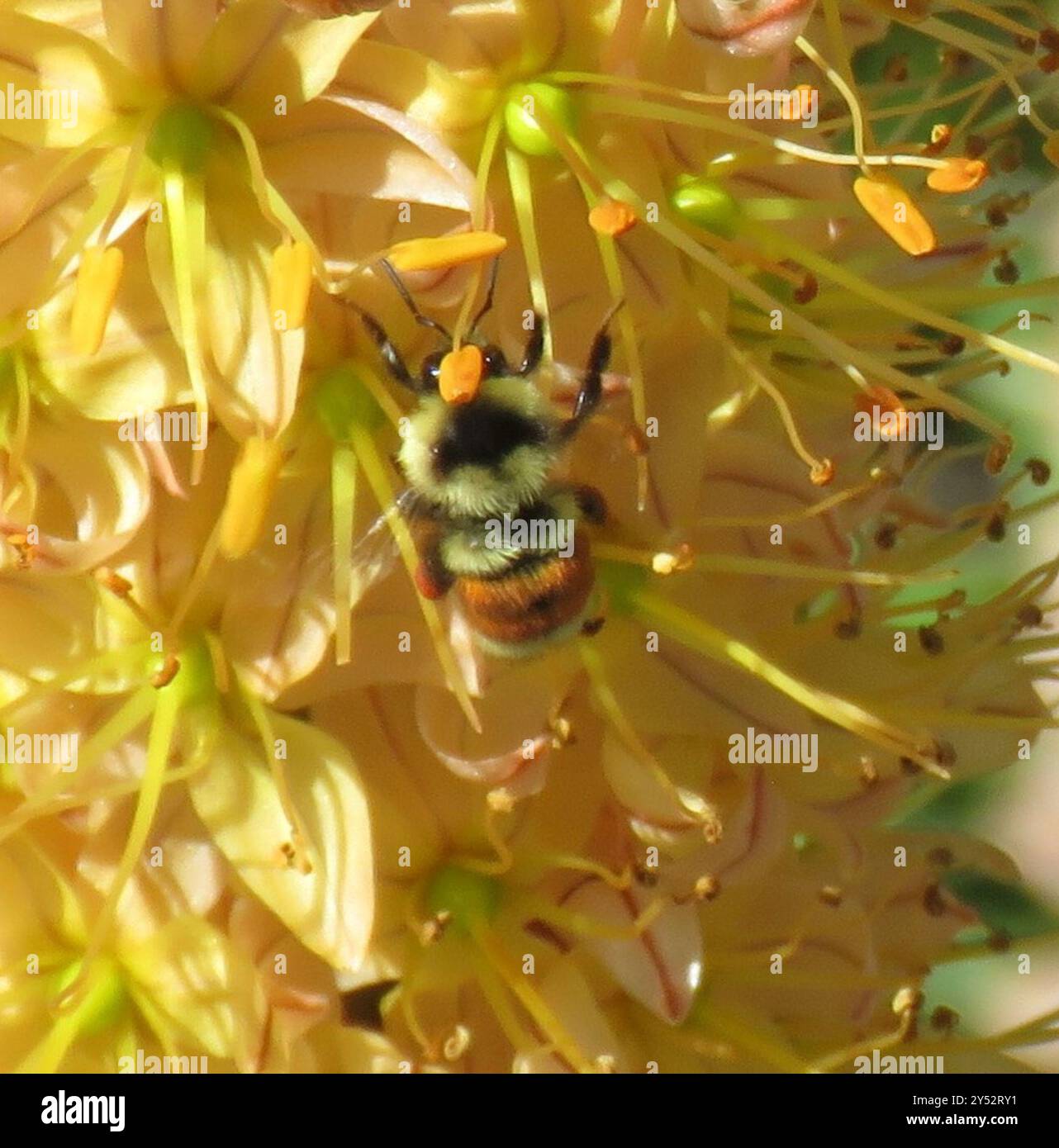 Hunt's Bumble Bee (Bombus huntii) Insecta Stock Photo - Alamy