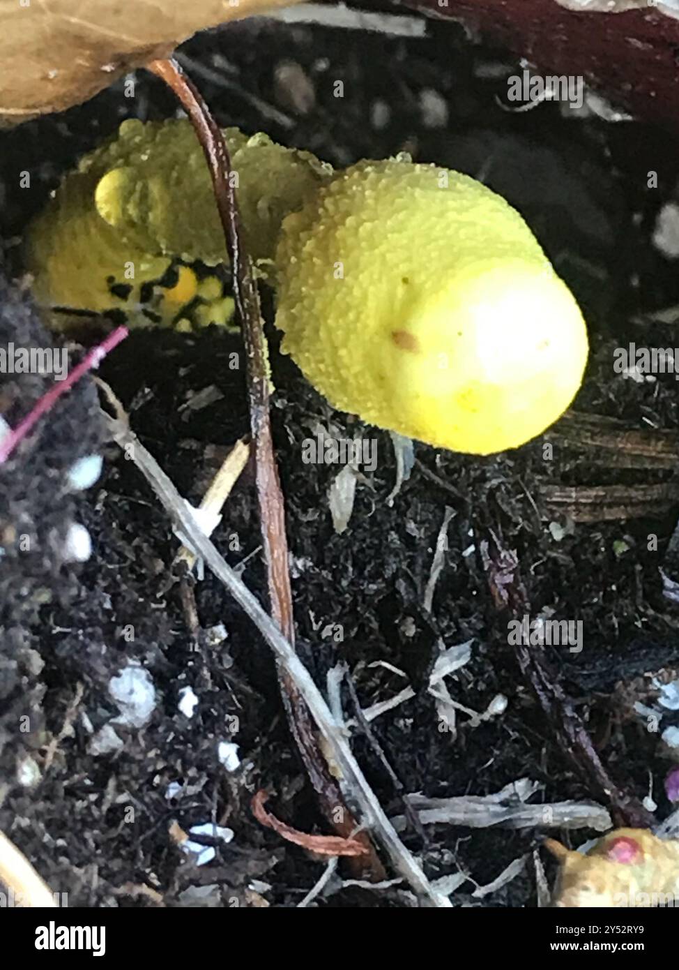 flowerpot parasol (Leucocoprinus birnbaumii) Fungi Stock Photo - Alamy