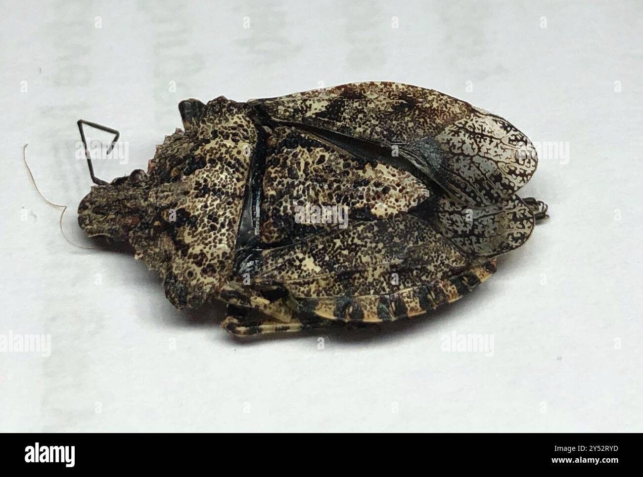 Rough Stink Bugs (Brochymena) Insecta Stock Photo - Alamy