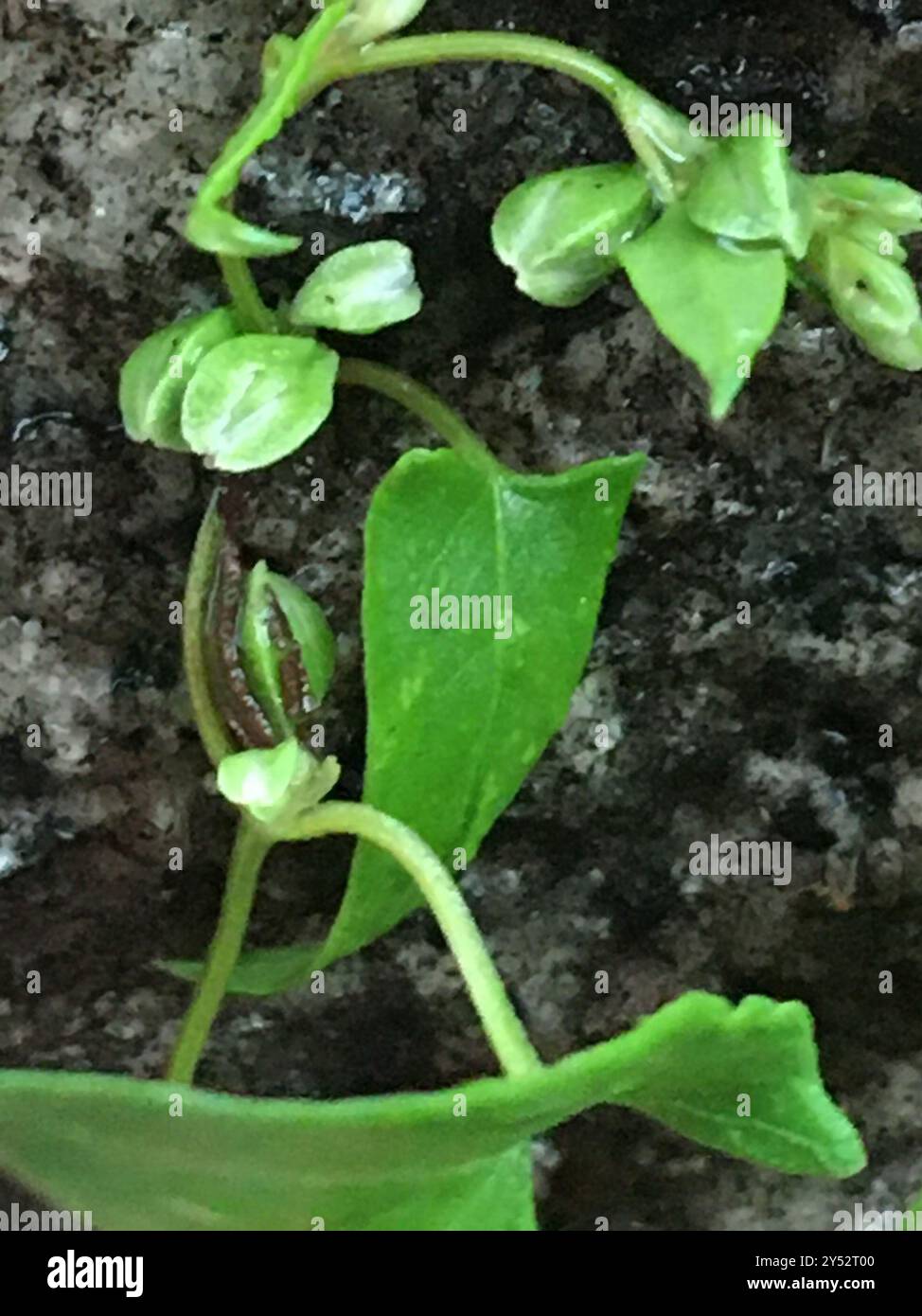 Copse-bindweed (Fallopia dumetorum) Plantae Stock Photo - Alamy