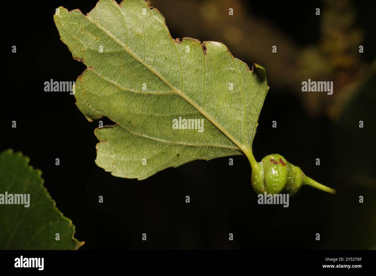 Poplar Spiral Gall Aphid (Pemphigus spyrothecae) Insecta Stock Photo ...