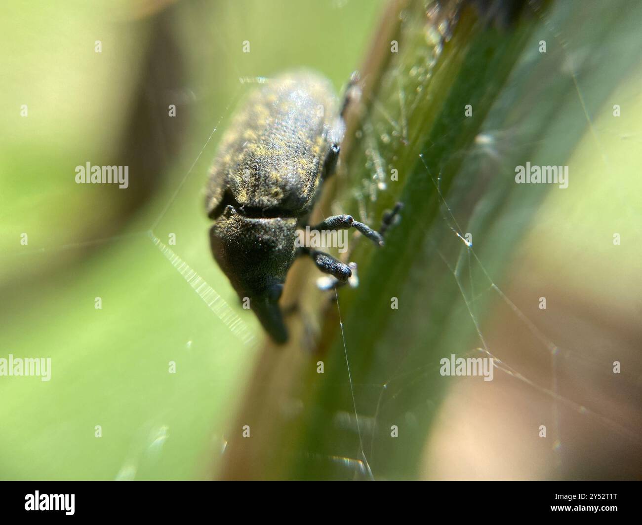 Turbine Cylindrical Weevil (Larinus turbinatus) Insecta Stock Photo - Alamy