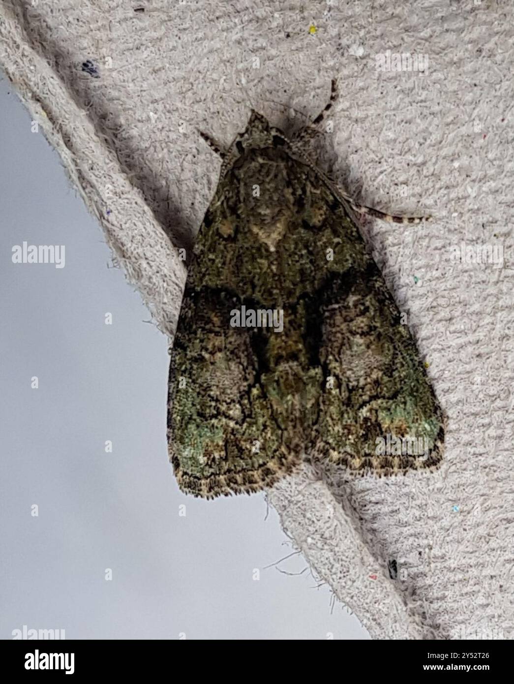 Tree-lichen Beauty (Cryphia algae) Insecta Stock Photo - Alamy