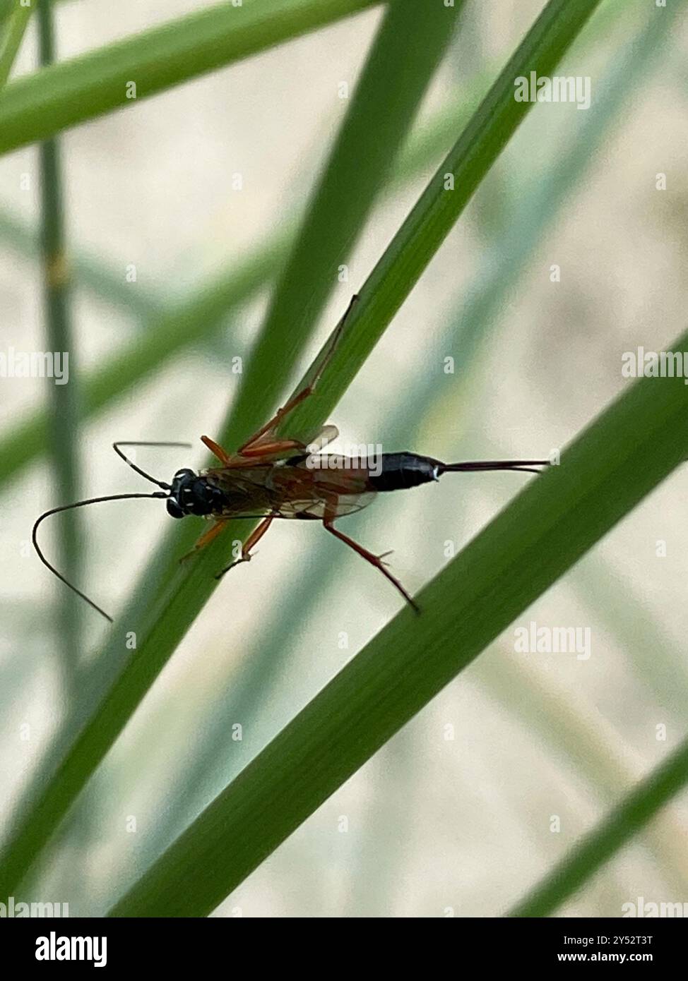 Ichneumonid Wasps (Ichneumonidae) Insecta Stock Photo - Alamy