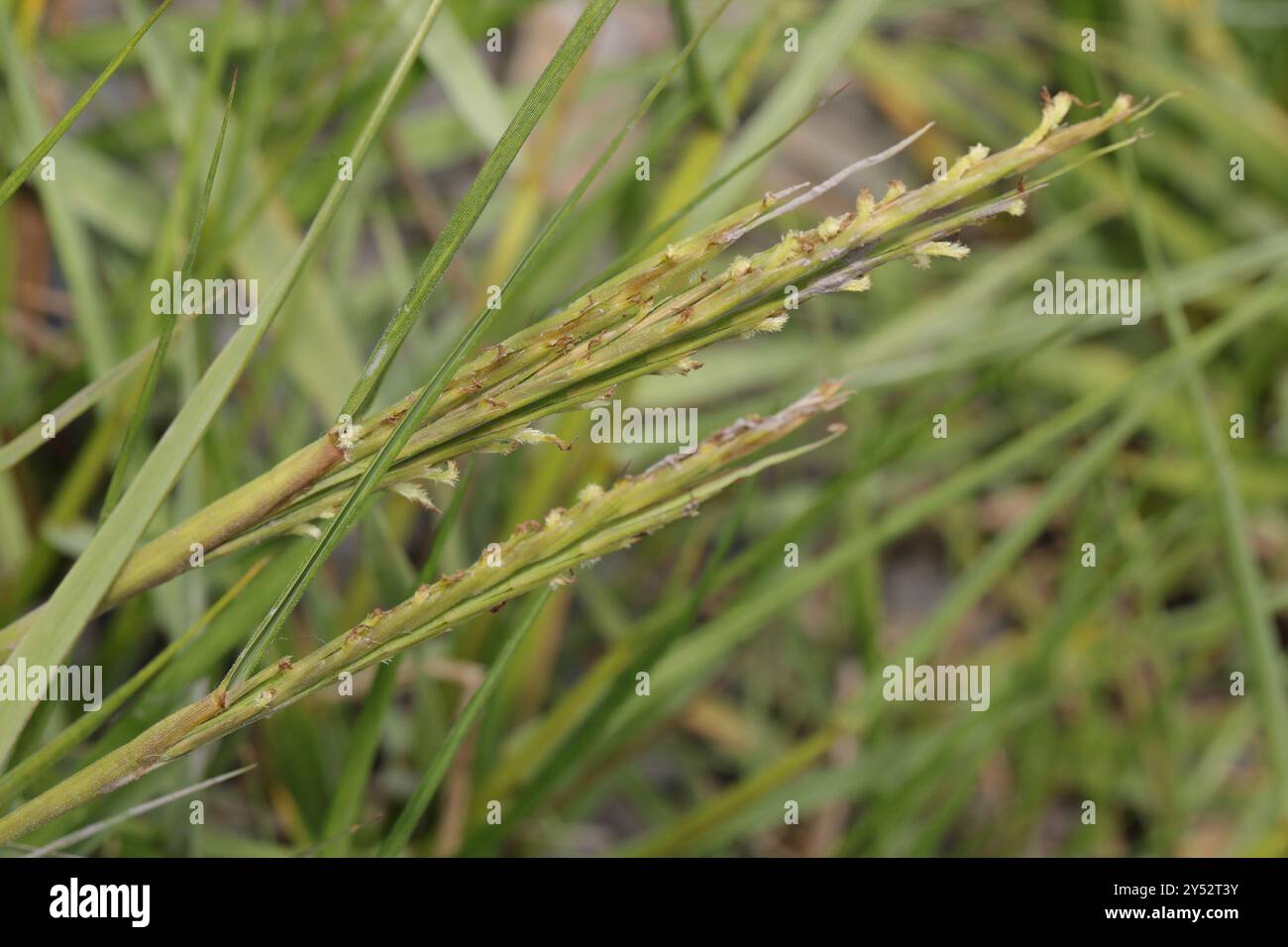 common cordgrass (Sporobolus anglicus) Plantae Stock Photo - Alamy