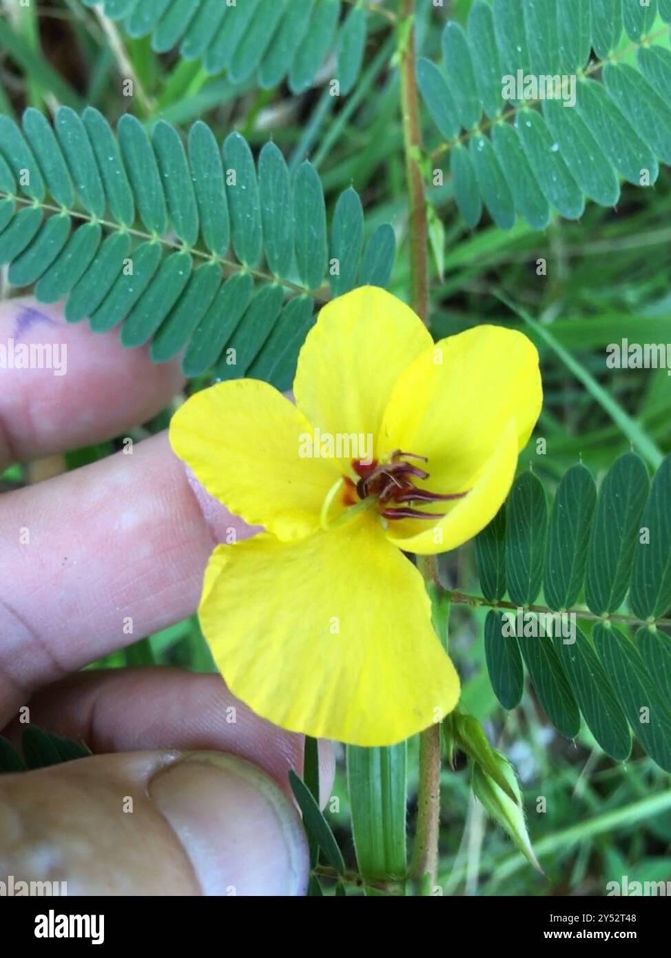 partridge pea (Chamaecrista fasciculata) Plantae Stock Photo - Alamy