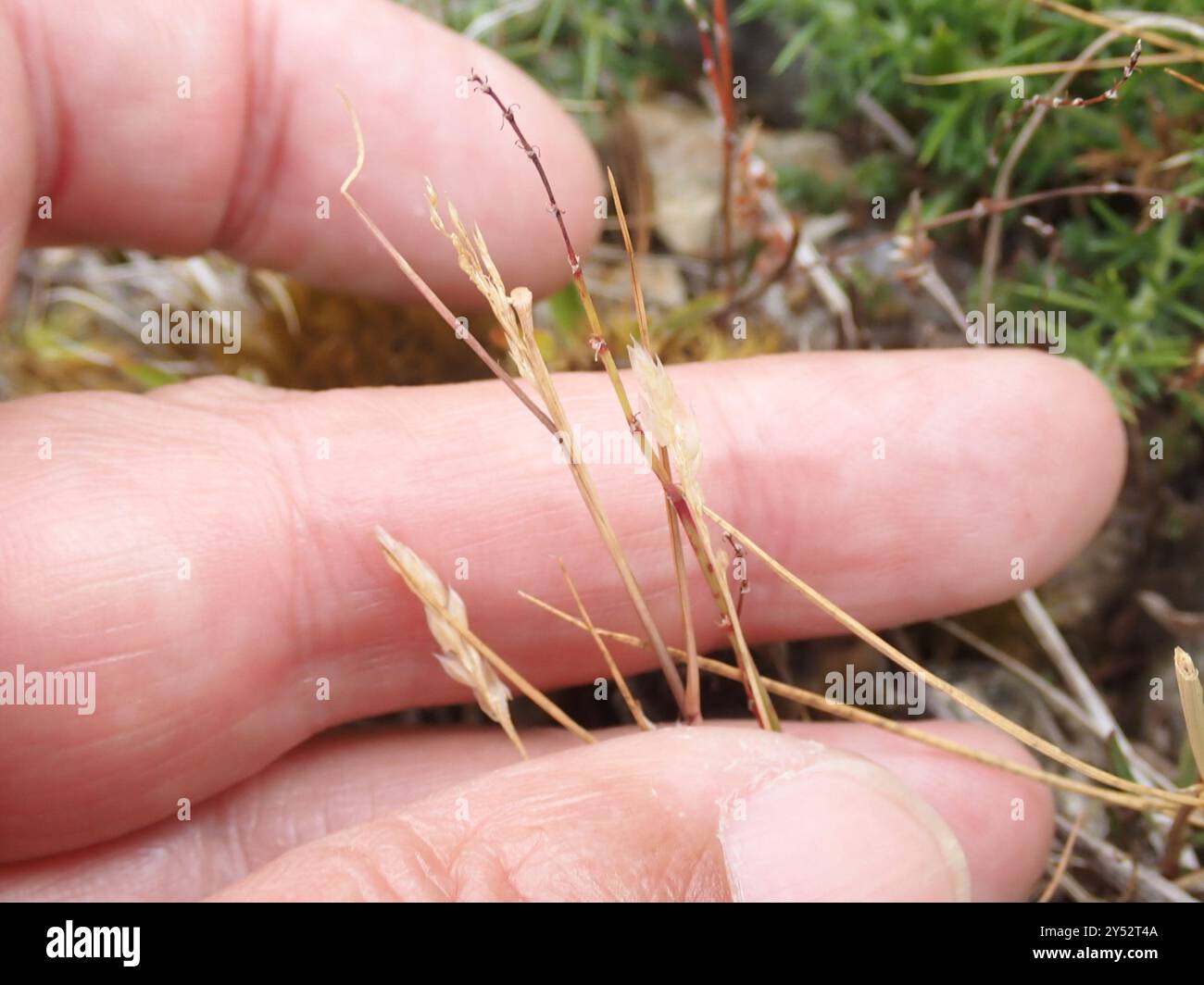 early hair grass (Aira praecox) Plantae Stock Photo - Alamy