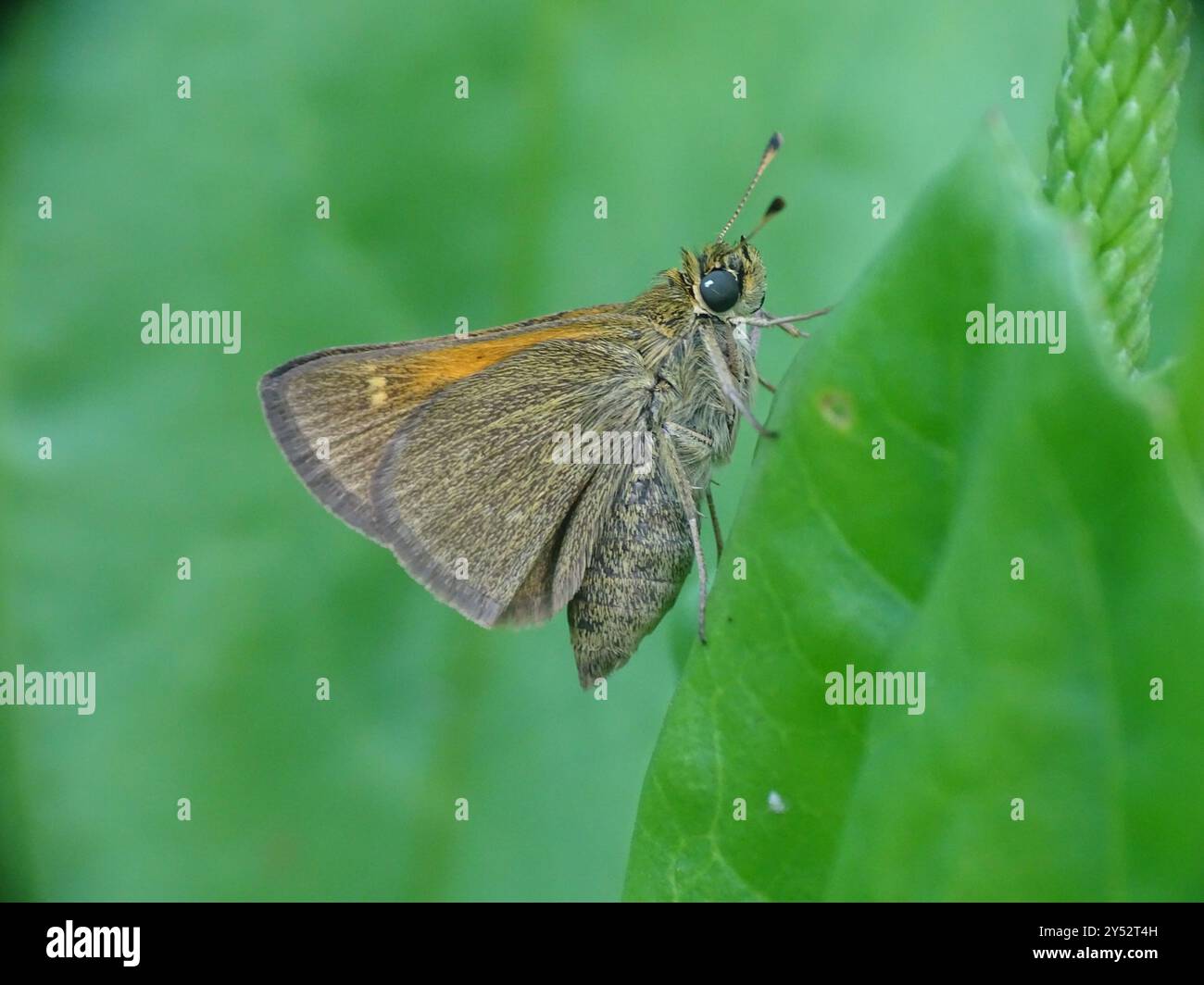 Tawny-edged Skipper (Polites themistocles) Insecta Stock Photo - Alamy