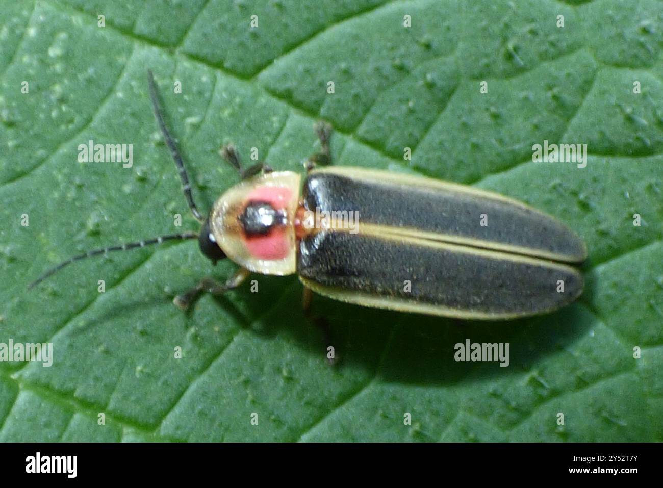 Common Eastern Firefly (Photinus pyralis) Insecta Stock Photo - Alamy