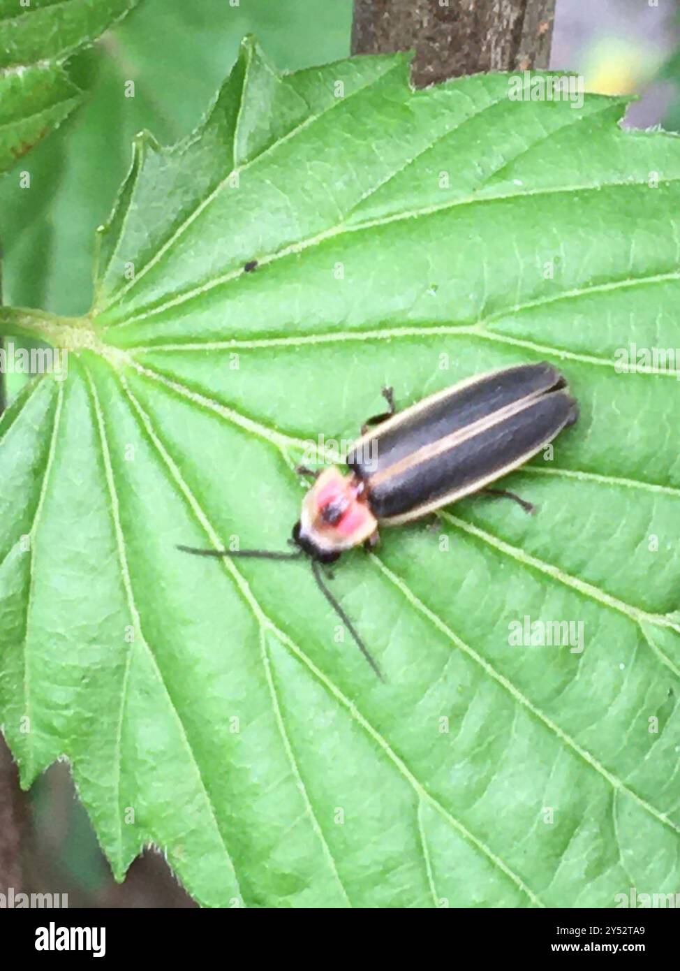 Common Eastern Firefly (Photinus pyralis) Insecta Stock Photo - Alamy